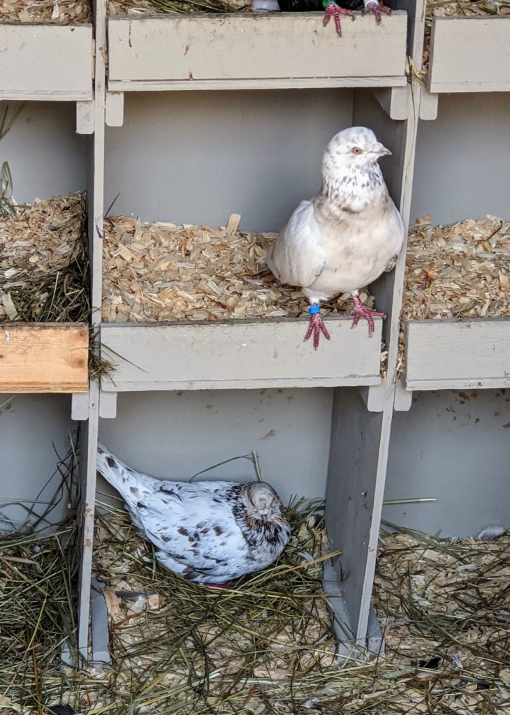 The Martha Stewart Blog : Blog Archive My Pigeons at the Farm - The ...
