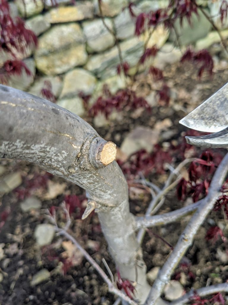 Pruning and Grooming the Japanese Maples - The Martha Stewart Blog
