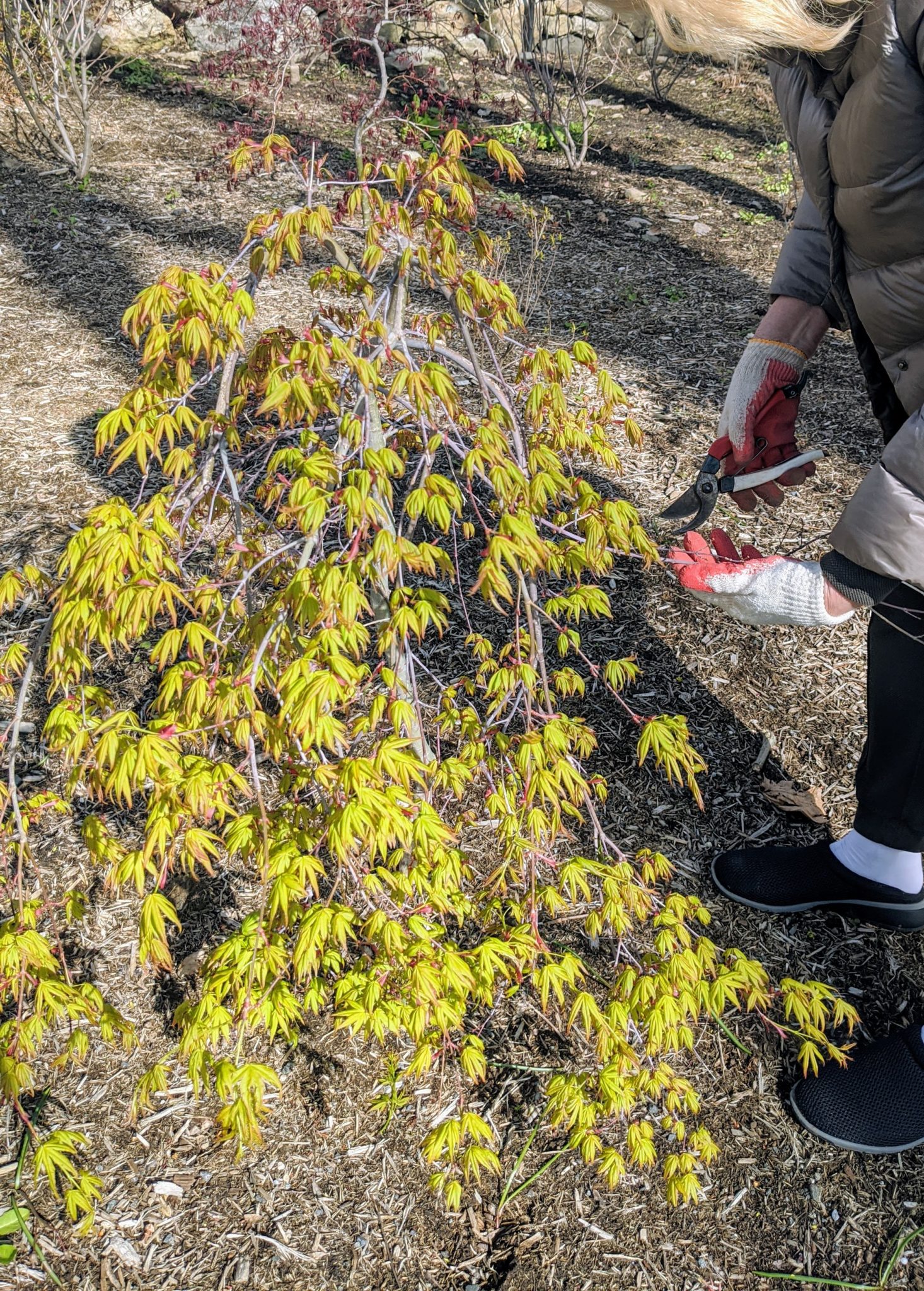 Pruning and Grooming the Japanese Maples - The Martha Stewart Blog