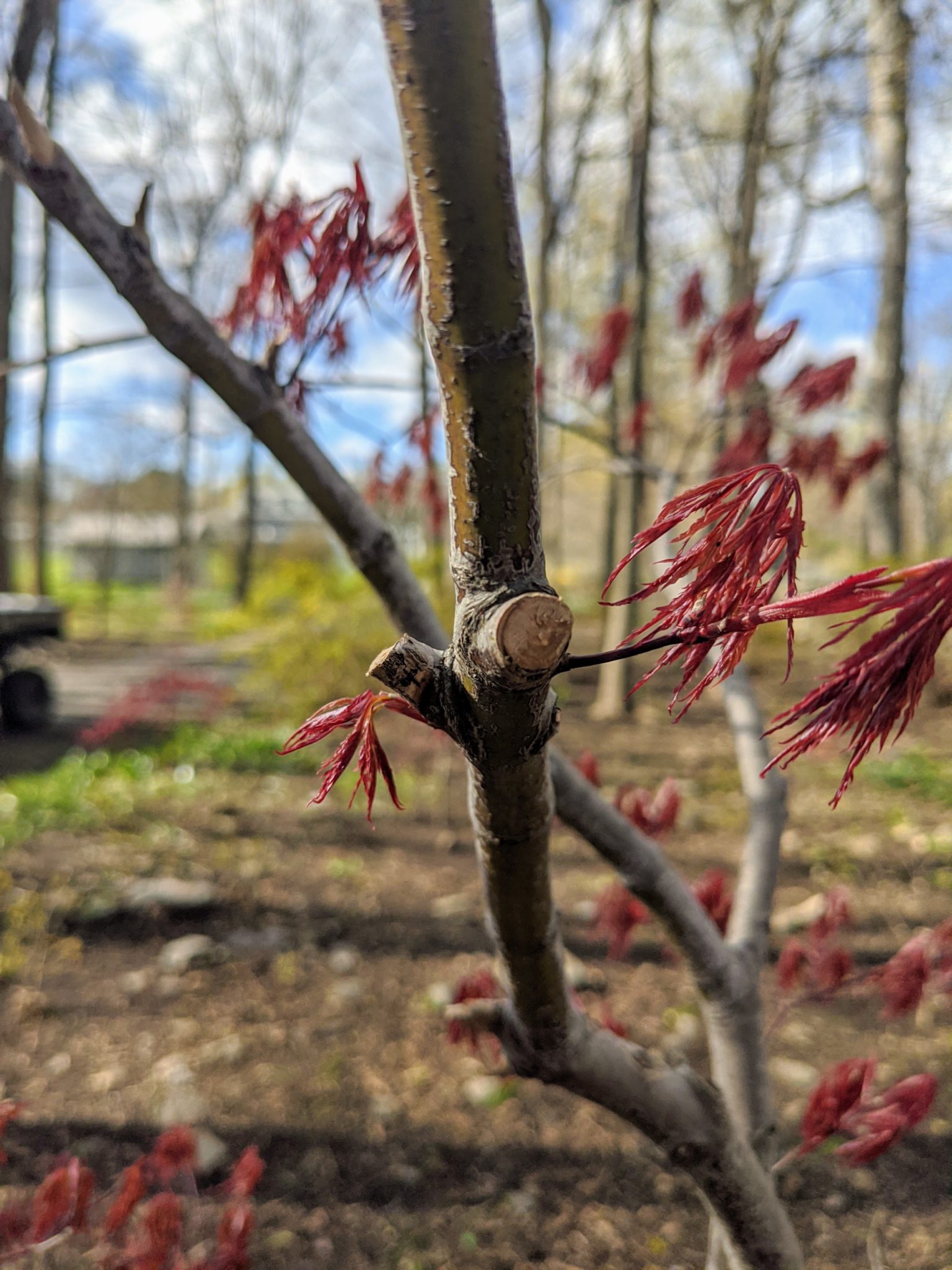 Pruning and Grooming the Japanese Maples - The Martha Stewart Blog