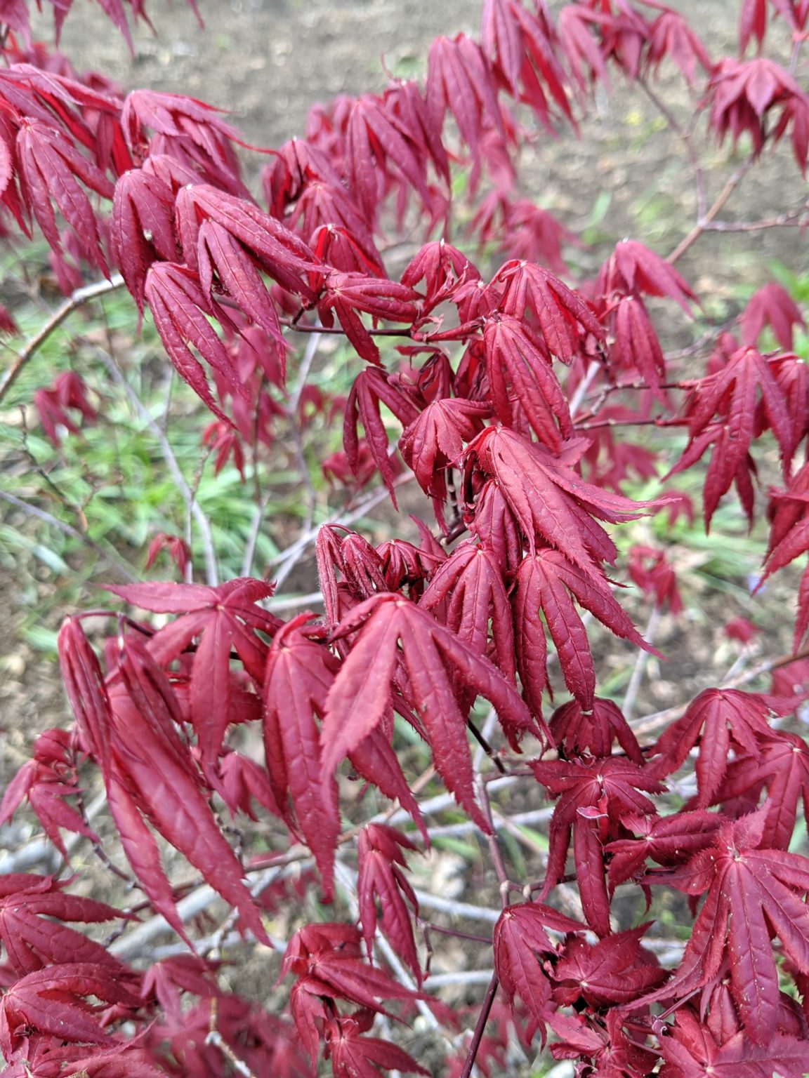 The Martha Stewart Blog : Blog Archive Pruning and Grooming the ...