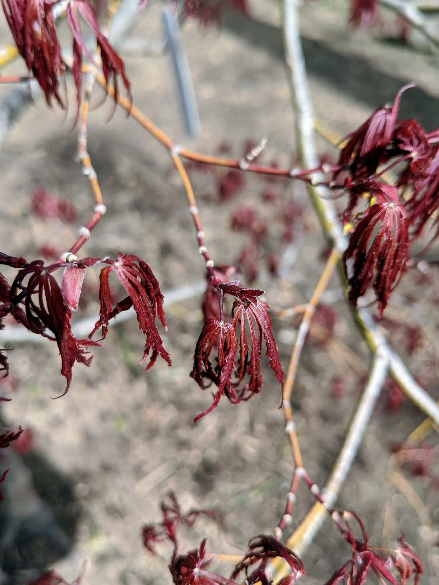 Pruning and Grooming the Japanese Maples - The Martha Stewart Blog