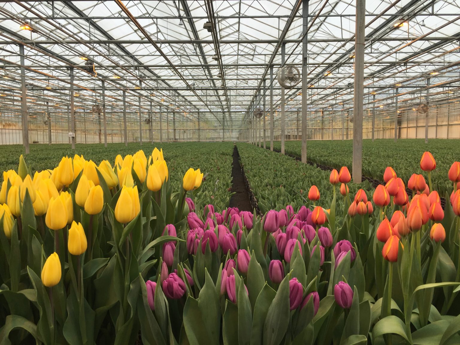 Certified American Grown Flower and Greens Farms - The Martha Stewart Blog