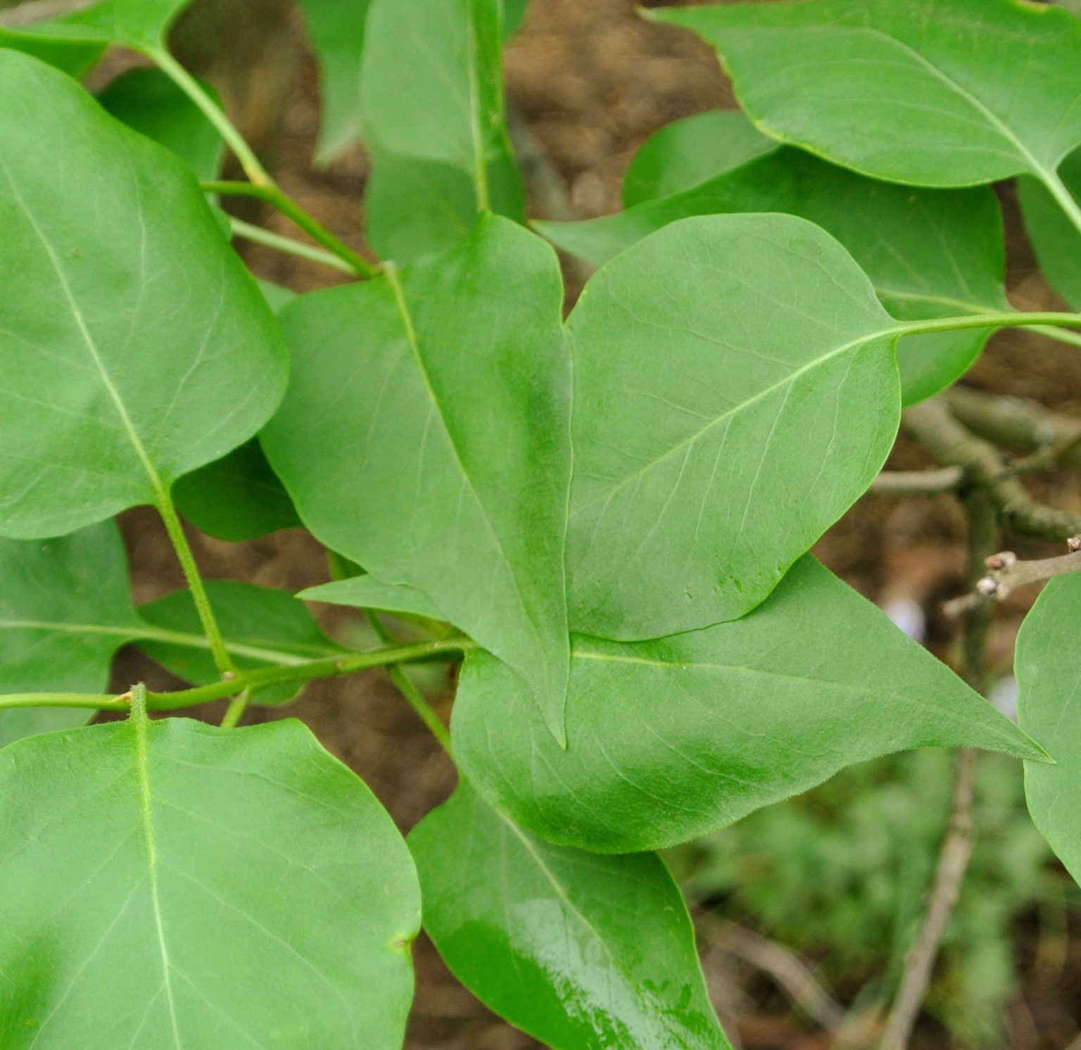 The Martha Stewart Blog : Blog Archive My Allee of Lilacs - The Martha ...