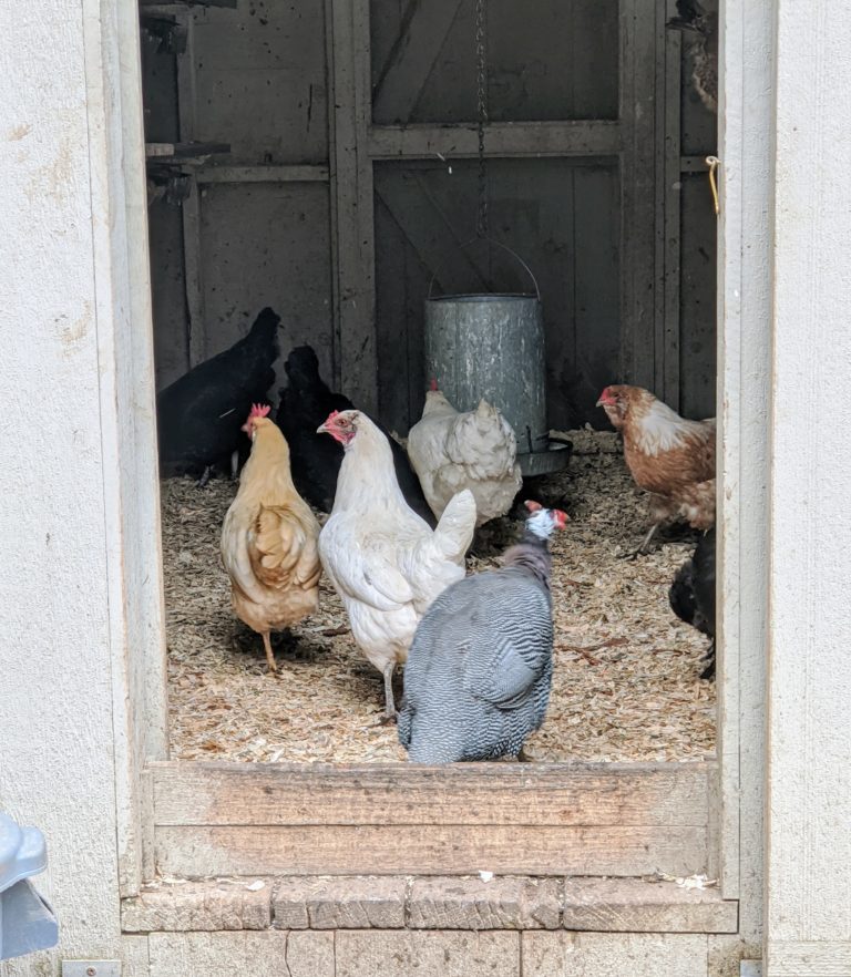 My Happy, Healthy Chickens - The Martha Stewart Blog