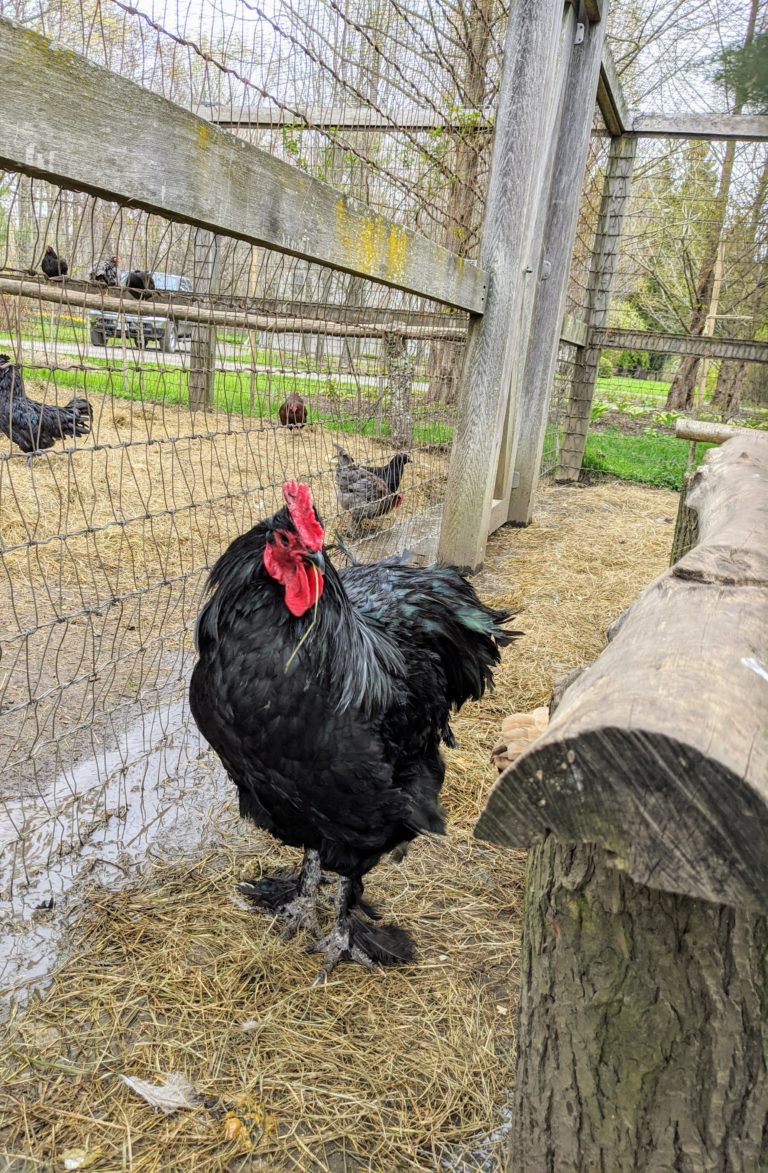 My Happy, Healthy Chickens - The Martha Stewart Blog