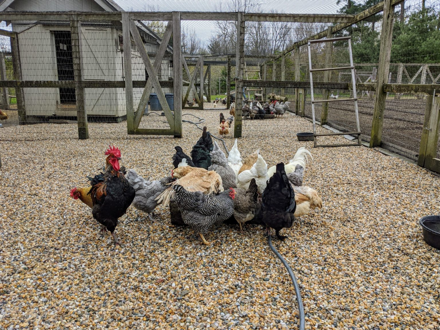 My Happy, Healthy Chickens - The Martha Stewart Blog