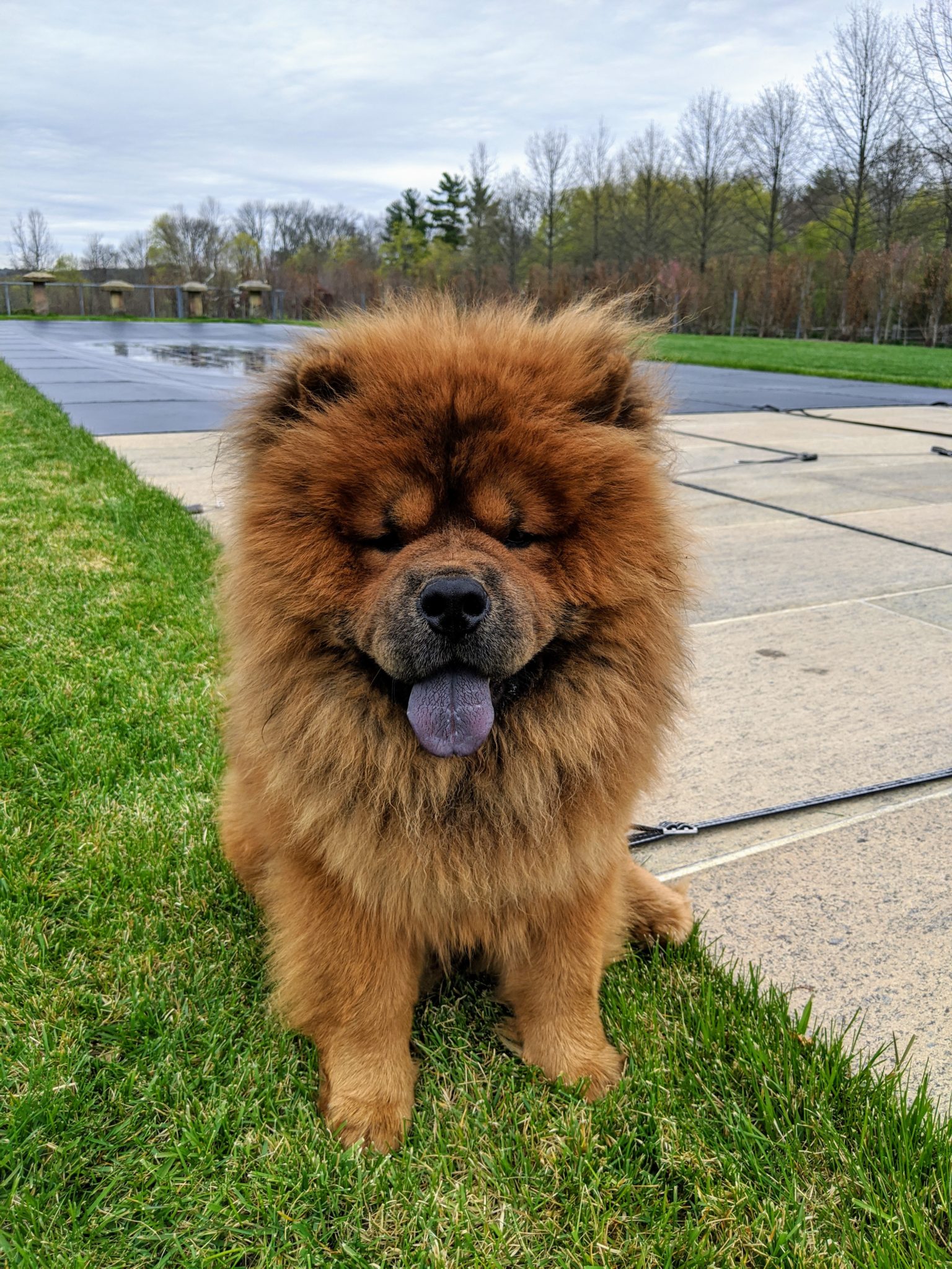 My Dogs at Play - The Martha Stewart Blog
