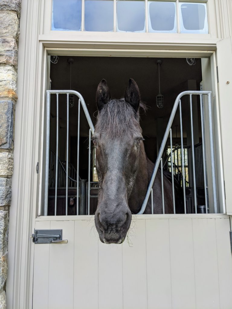 The Martha Stewart Blog : Blog Archive Grooming My Horses at the Farm ...