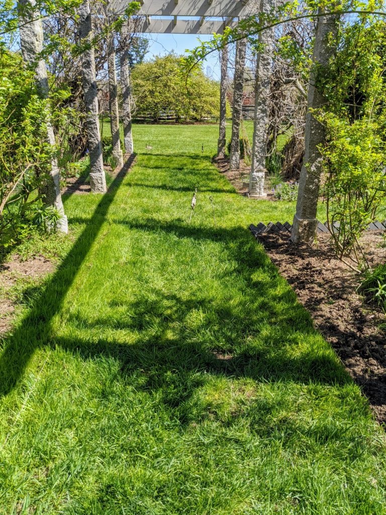 Transforming the Paths Under My Winding Pergola - The Martha Stewart Blog