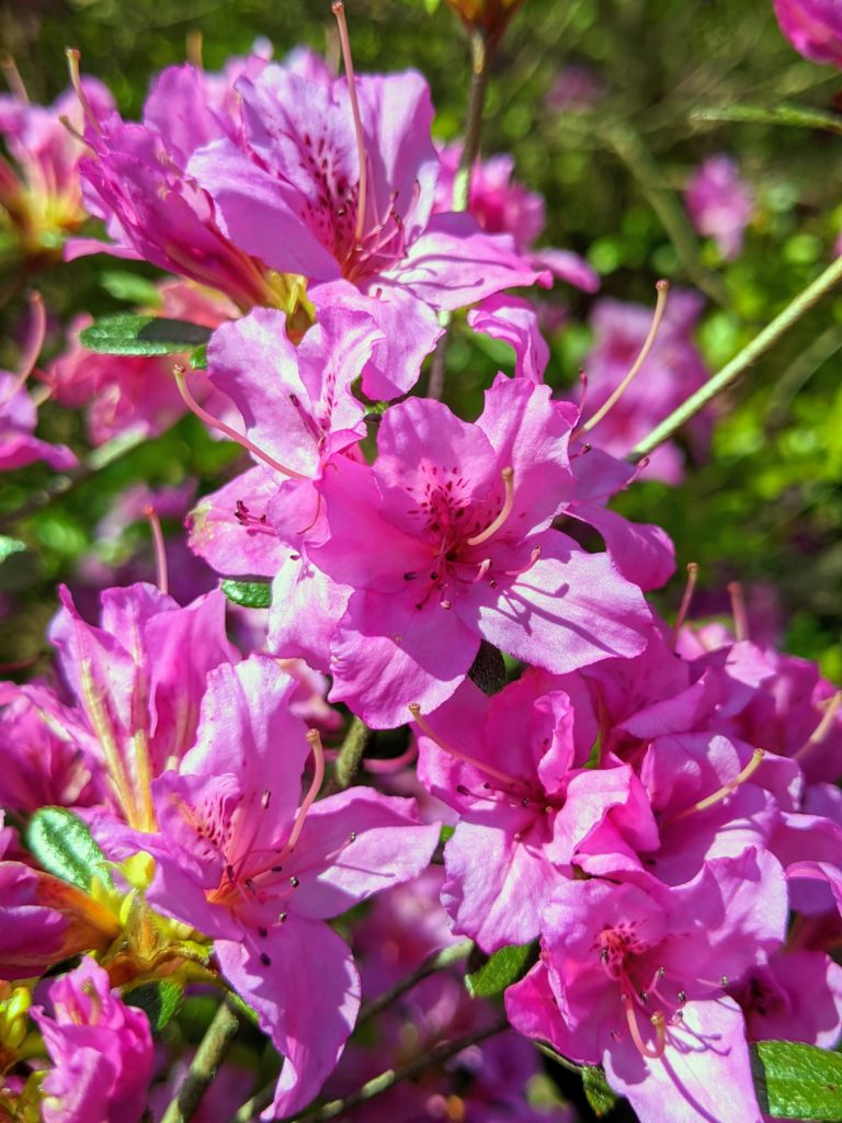 My Azaleas are Blooming - The Martha Stewart Blog