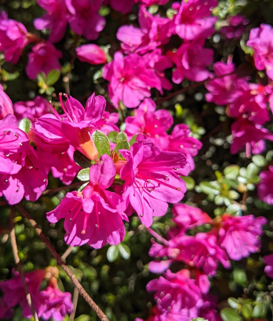 My Azaleas are Blooming - The Martha Stewart Blog