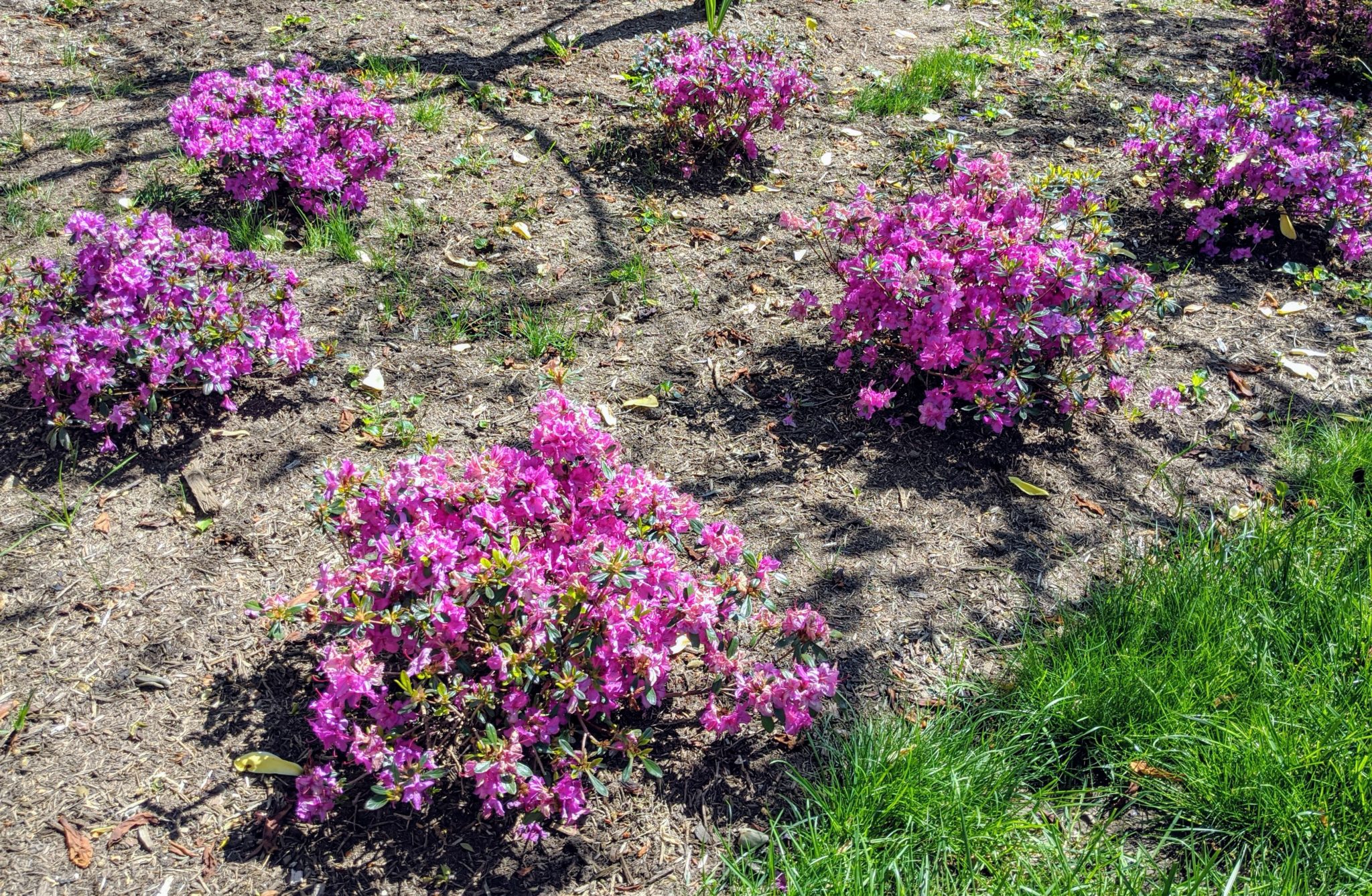 My Azaleas are Blooming - The Martha Stewart Blog