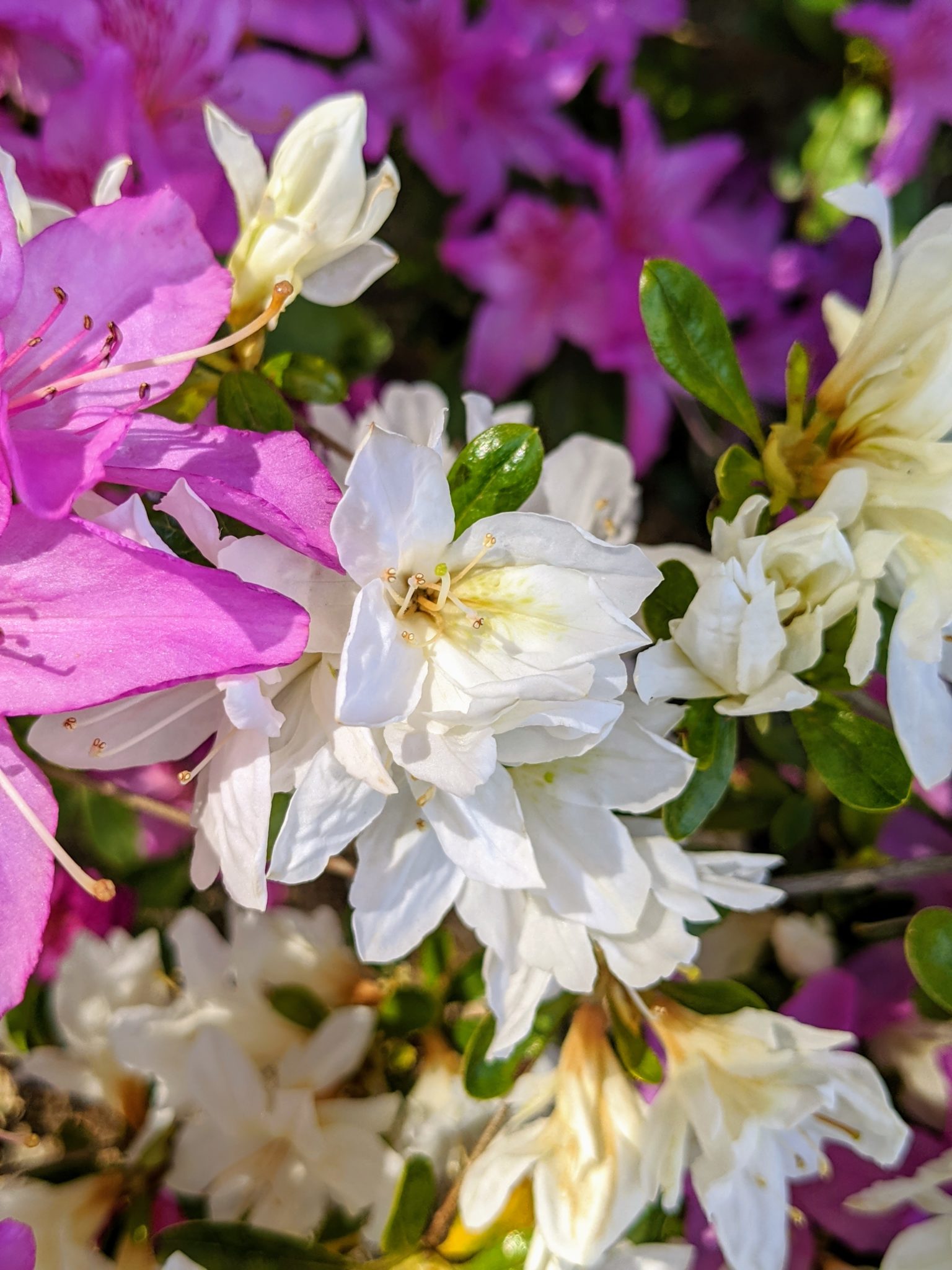 My Azaleas are Blooming - The Martha Stewart Blog