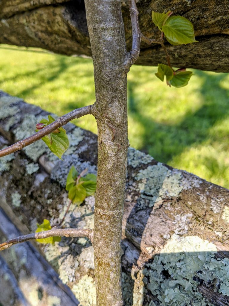 Planting Pine Trees and Littleleaf Lindens - The Martha Stewart Blog