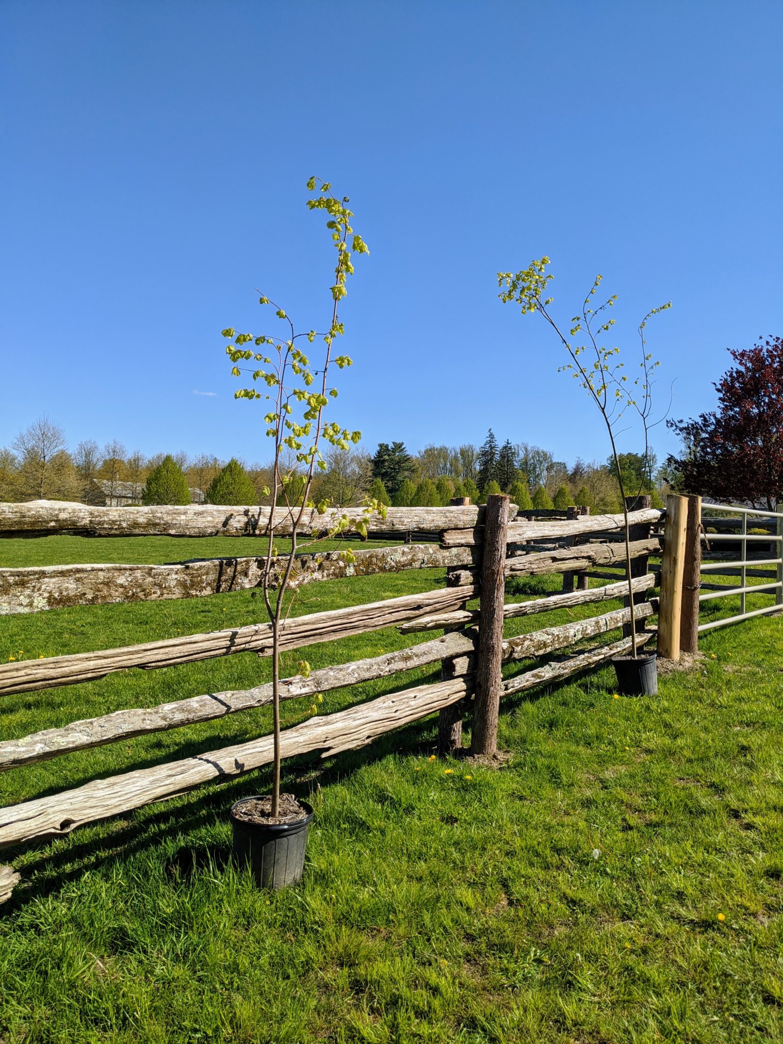 Planting Pine Trees and Littleleaf Lindens - The Martha Stewart Blog