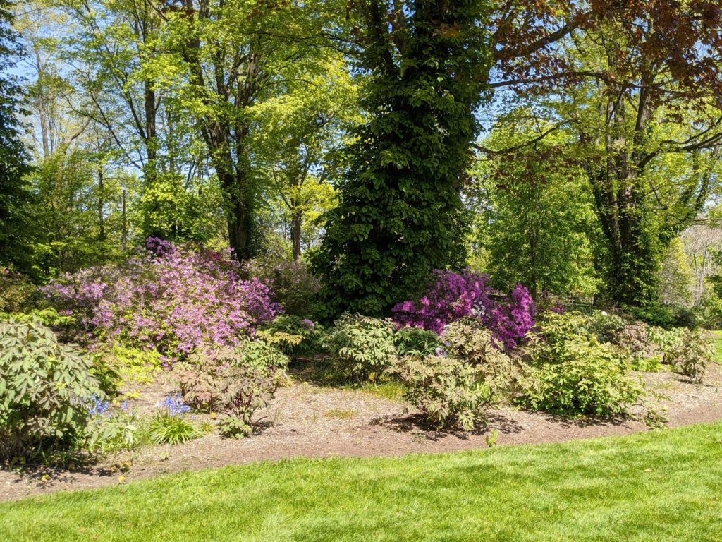 The Blooming Tree Peonies at My Farm - The Martha Stewart Blog