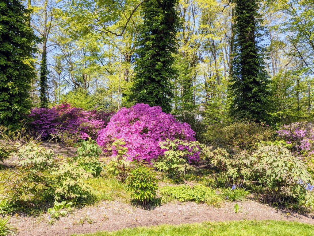 My Azaleas are Blooming - The Martha Stewart Blog