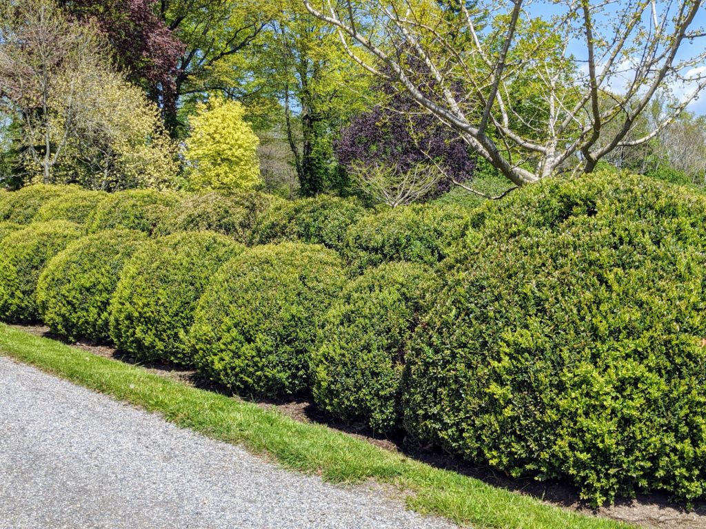 Caring for My Boxwood at the Farm - The Martha Stewart Blog