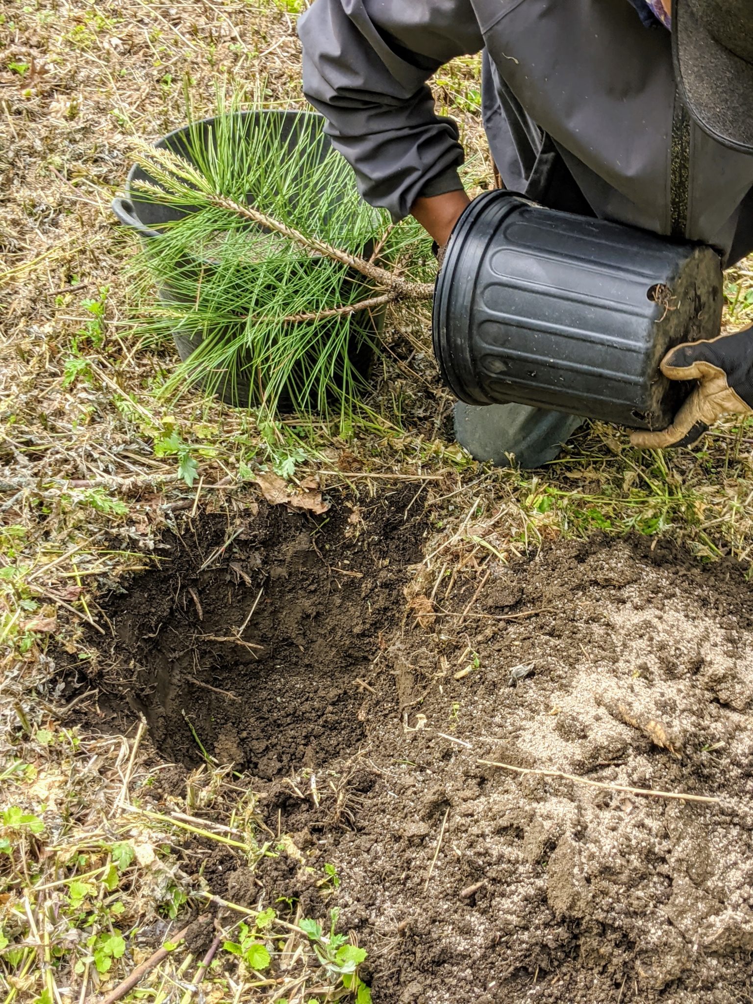 Planting Pine Trees and Littleleaf Lindens - The Martha Stewart Blog