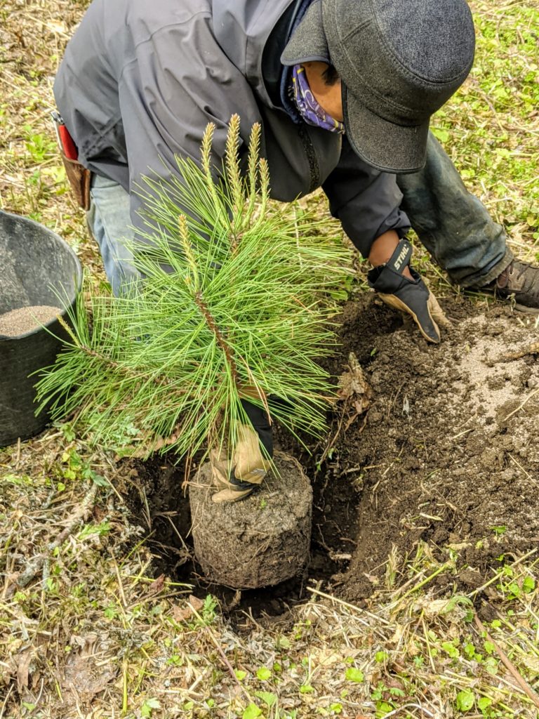 Planting Pine Trees and Littleleaf Lindens - The Martha Stewart Blog