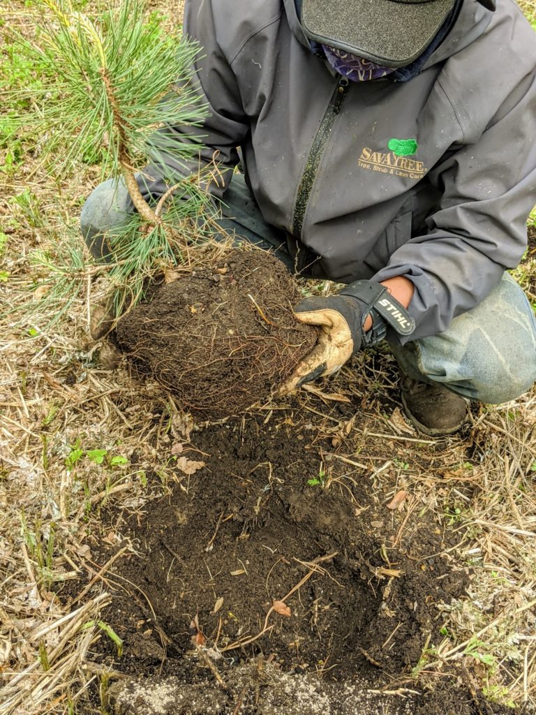 Planting Pine Trees and Littleleaf Lindens - The Martha Stewart Blog