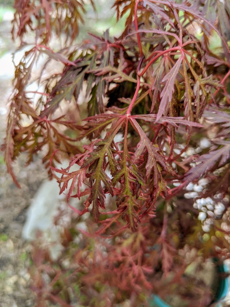Planting Trees in My Japanese Maple Grove - The Martha Stewart Blog