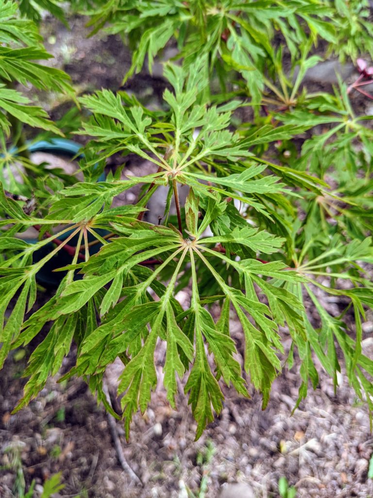 Planting Trees in My Japanese Maple Grove - The Martha Stewart Blog