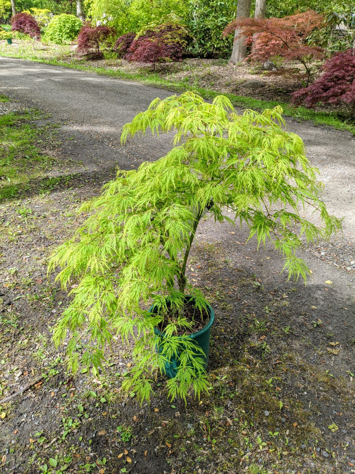 Planting Trees in My Japanese Maple Grove - The Martha Stewart Blog