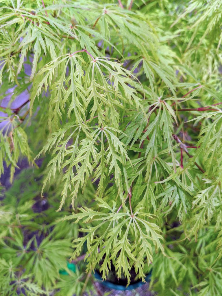 Planting Trees in My Japanese Maple Grove - The Martha Stewart Blog