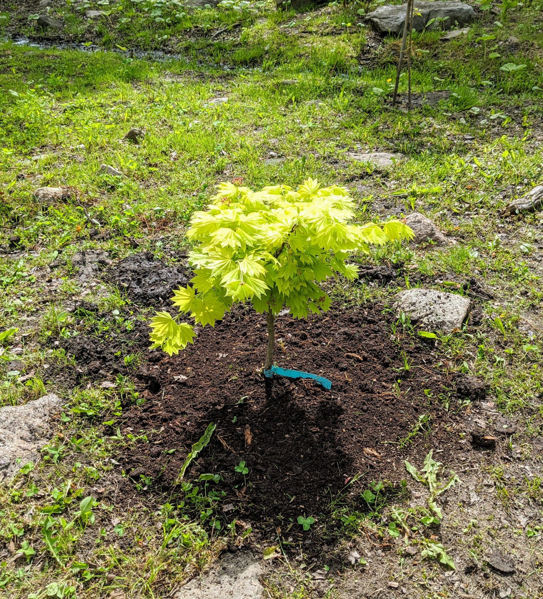 Planting Trees in My Japanese Maple Grove - The Martha Stewart Blog