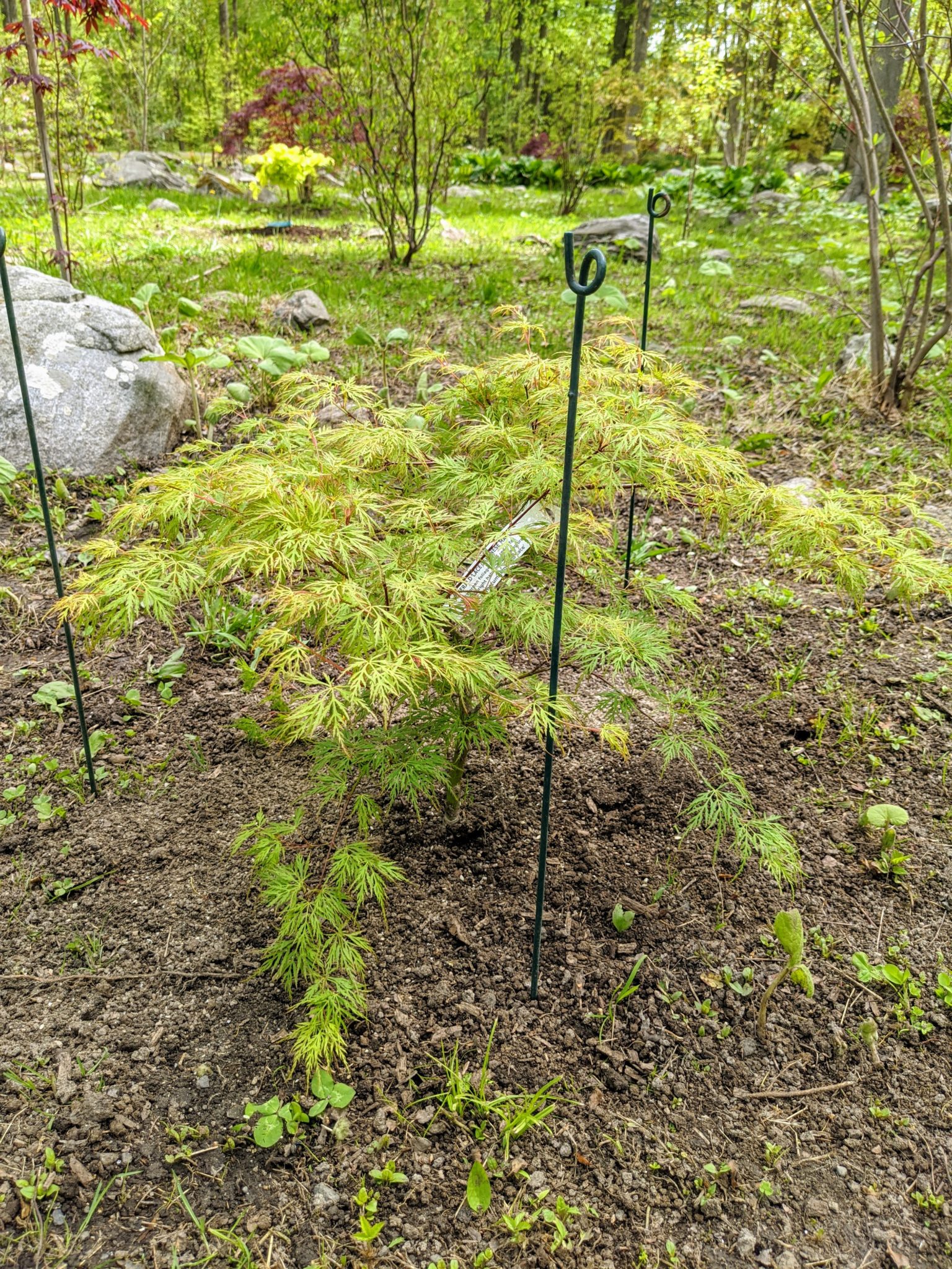 Planting Trees in My Japanese Maple Grove - The Martha Stewart Blog