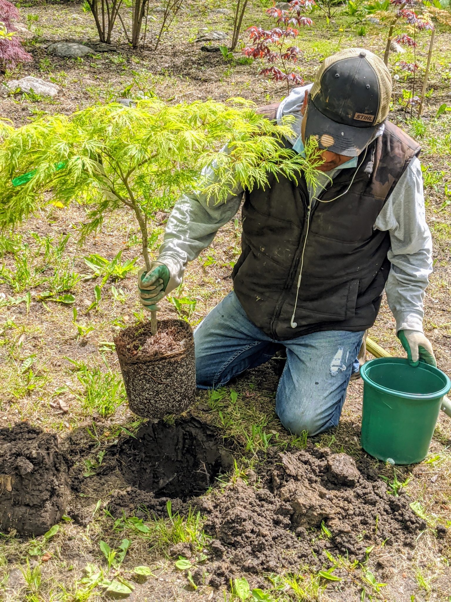 Planting Trees in My Japanese Maple Grove - The Martha Stewart Blog