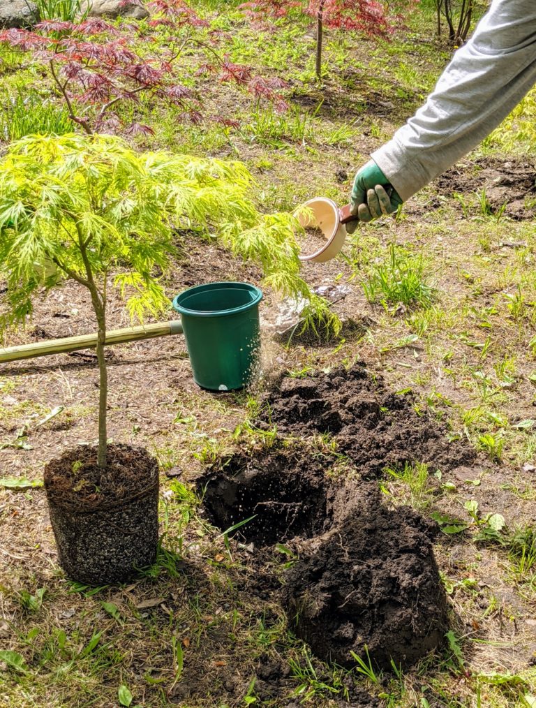 Planting Trees in My Japanese Maple Grove - The Martha Stewart Blog