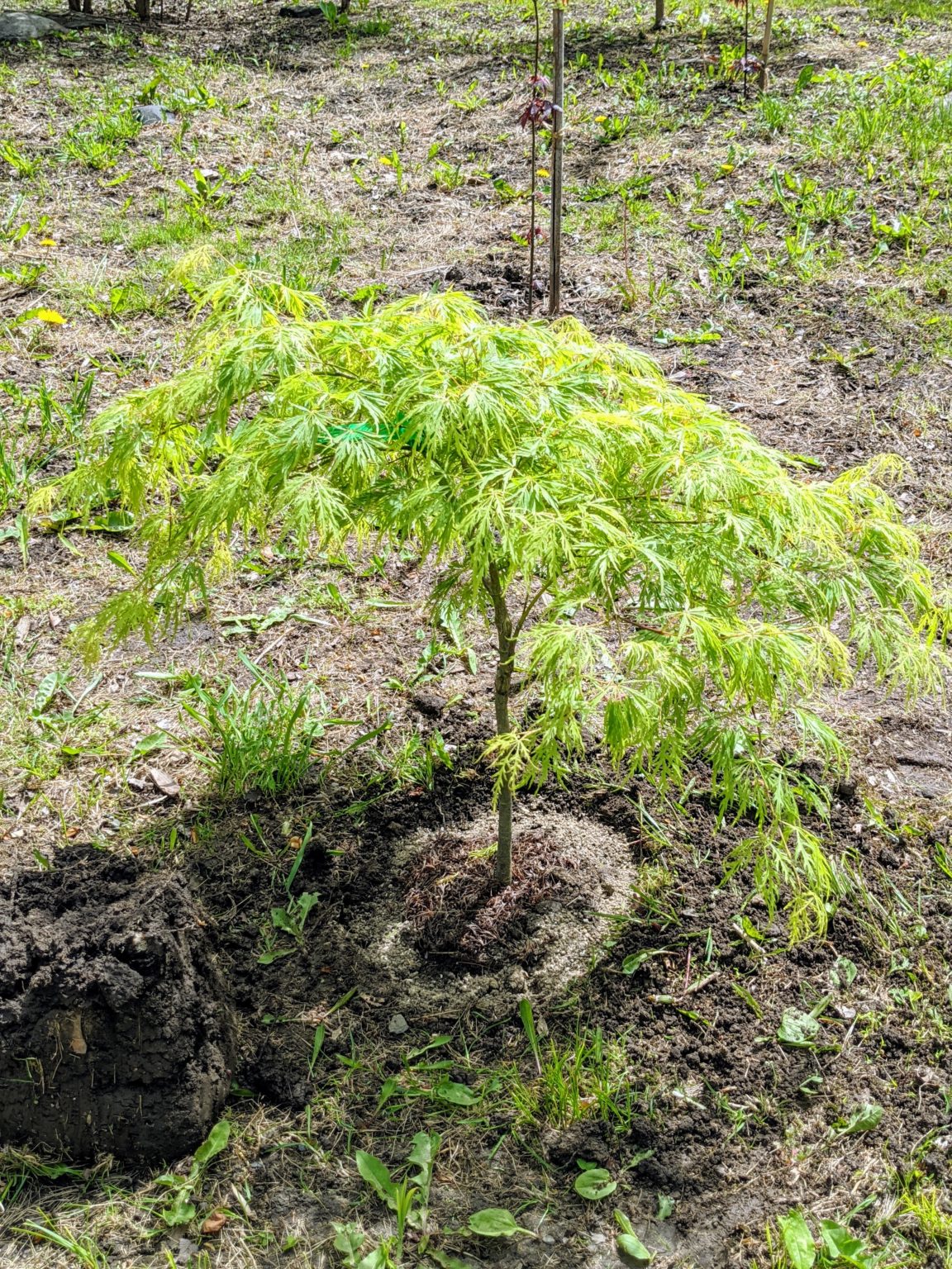 Planting Trees in My Japanese Maple Grove - The Martha Stewart Blog