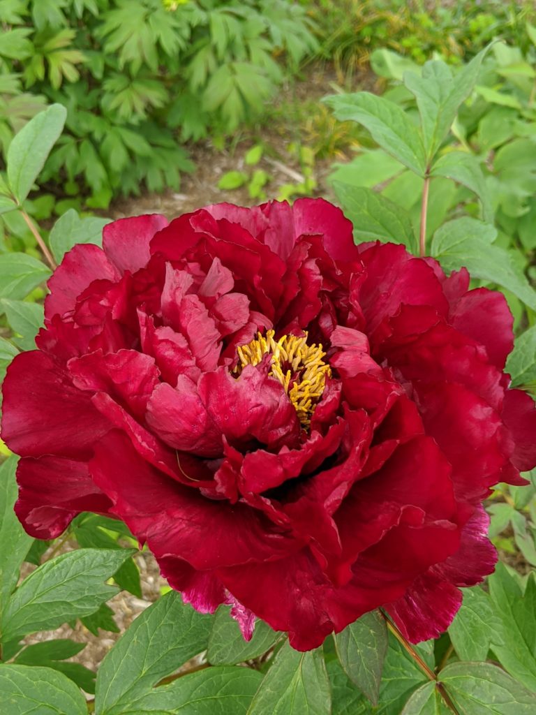 The Blooming Tree Peonies at My Farm - The Martha Stewart Blog