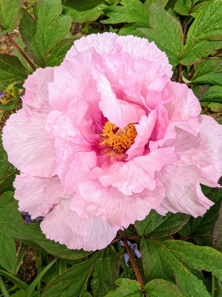 The Blooming Tree Peonies at My Farm - The Martha Stewart Blog