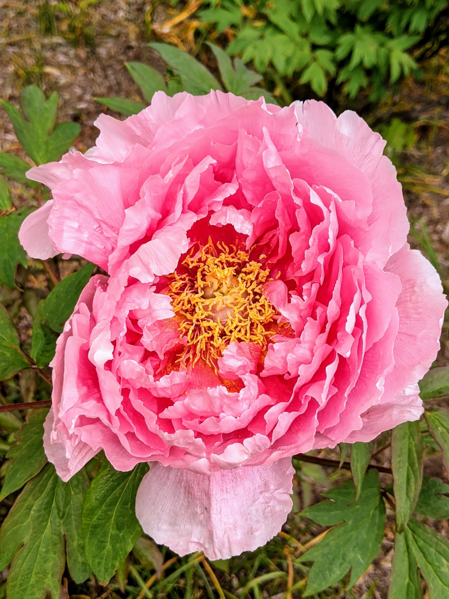 The Blooming Tree Peonies at My Farm - The Martha Stewart Blog