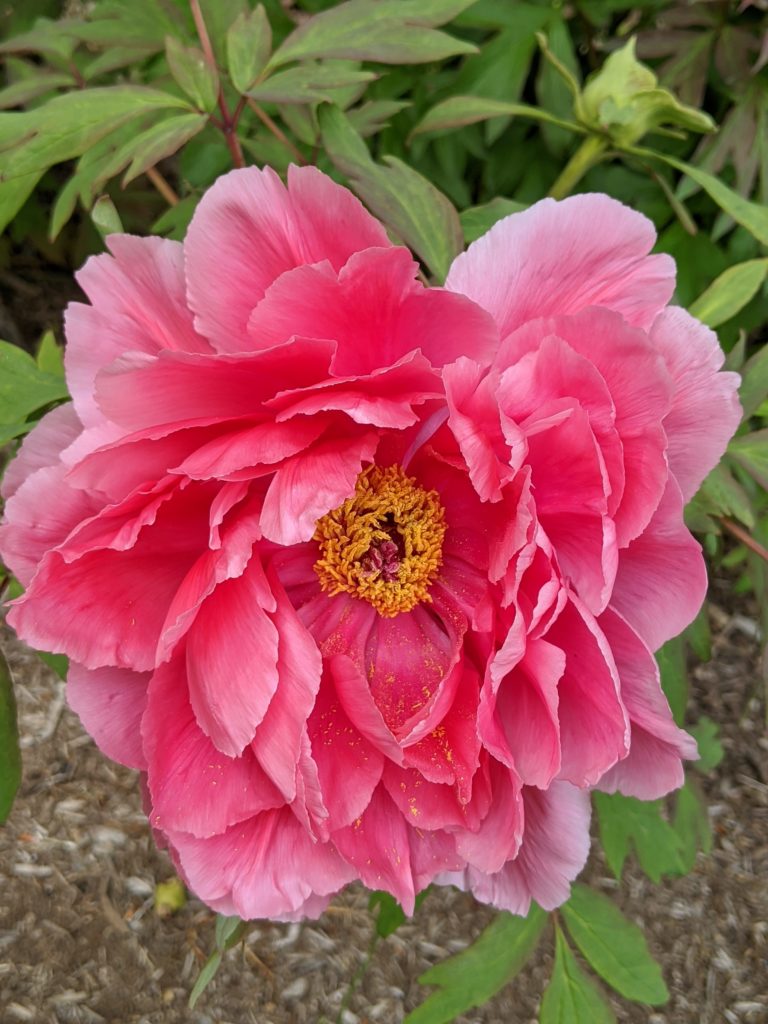 The Blooming Tree Peonies at My Farm - The Martha Stewart Blog