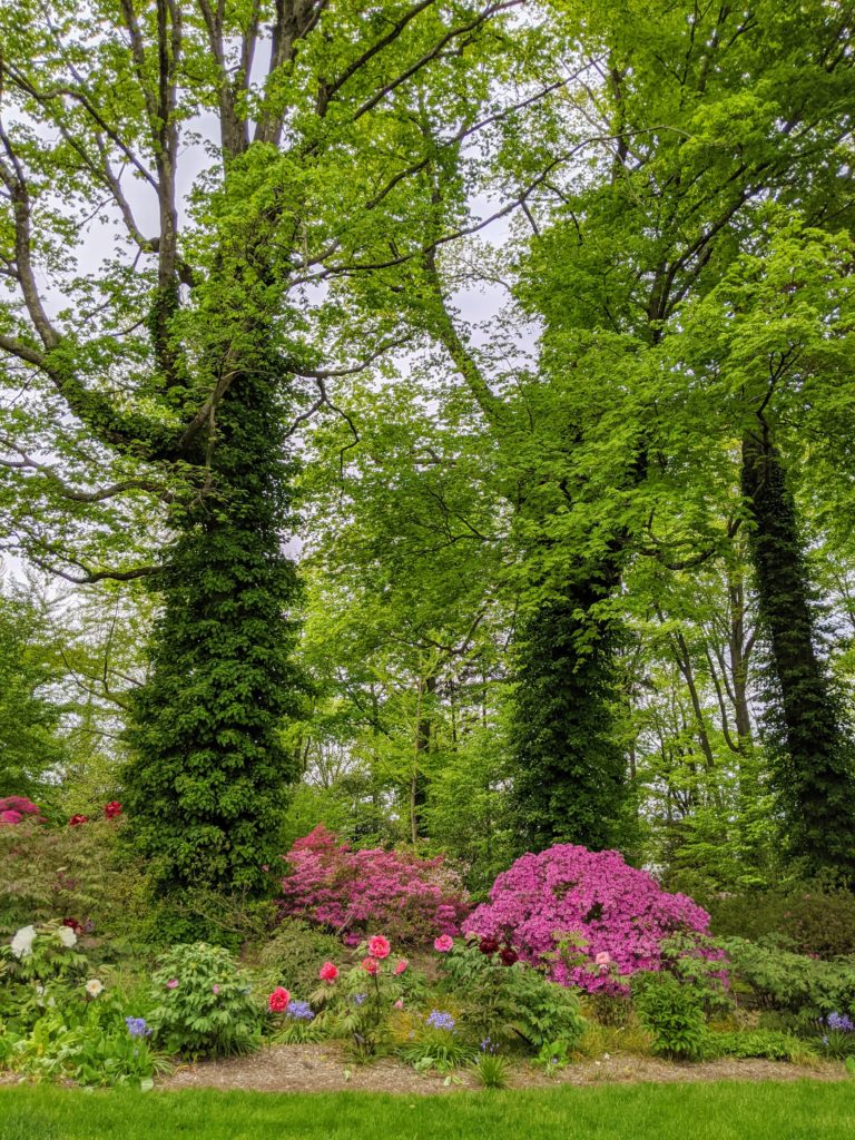 The Blooming Tree Peonies at My Farm - The Martha Stewart Blog