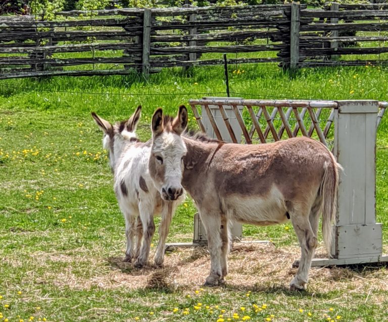 Bath Time for My Five Donkeys - The Martha Stewart Blog