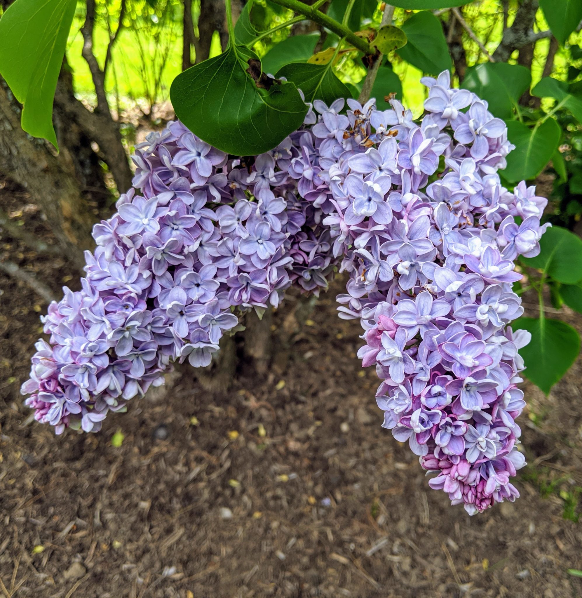 The Martha Stewart Blog : Blog Archive My Allee of Lilacs - The Martha ...