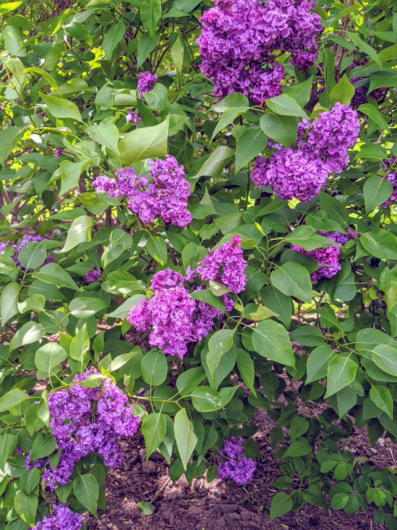 My Allee of Lilacs - The Martha Stewart Blog
