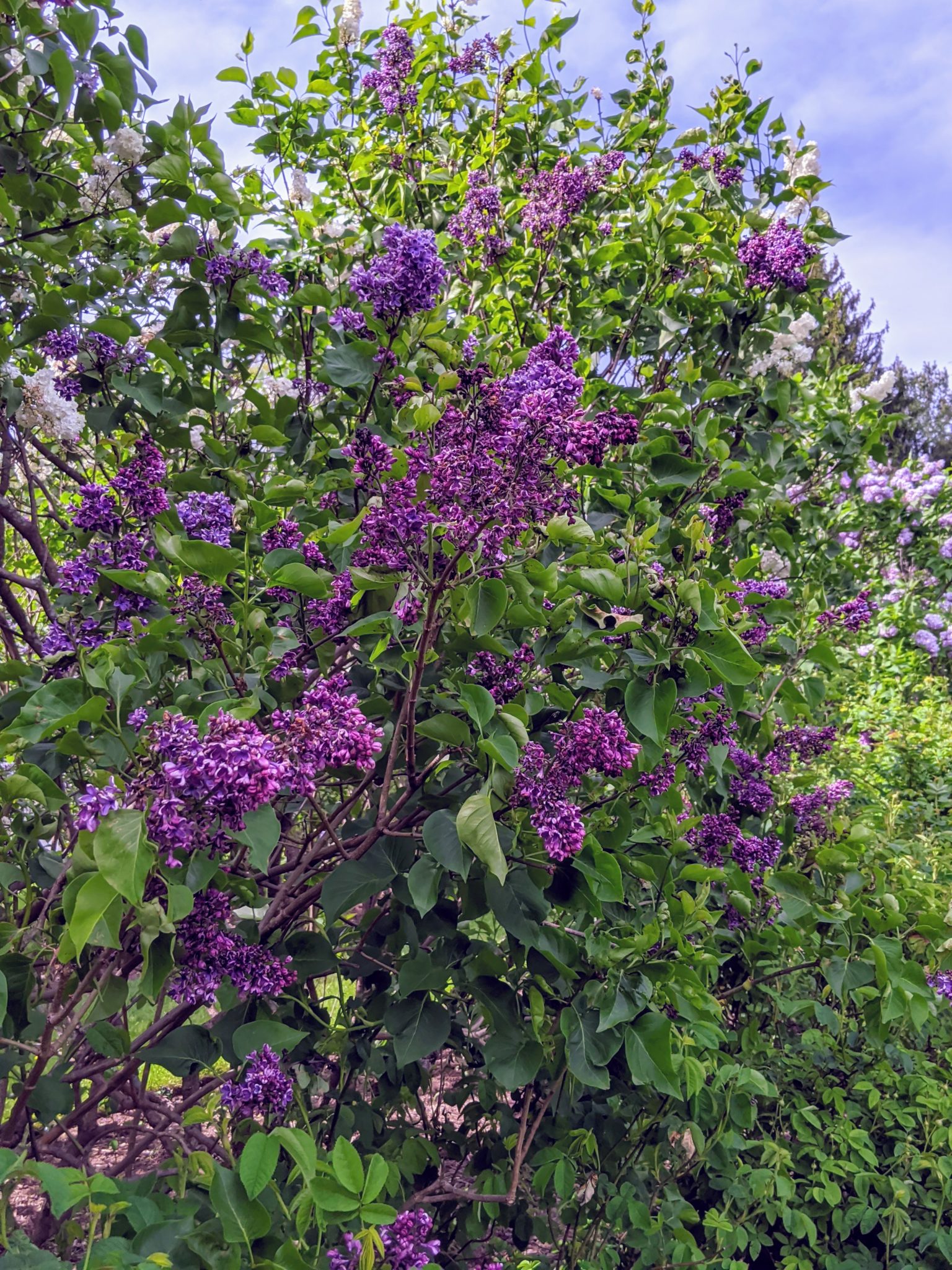 My Allee of Lilacs - The Martha Stewart Blog
