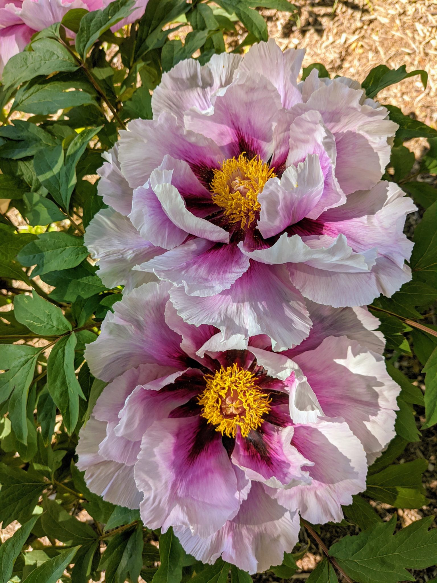 The Blooming Tree Peonies at My Farm - The Martha Stewart Blog