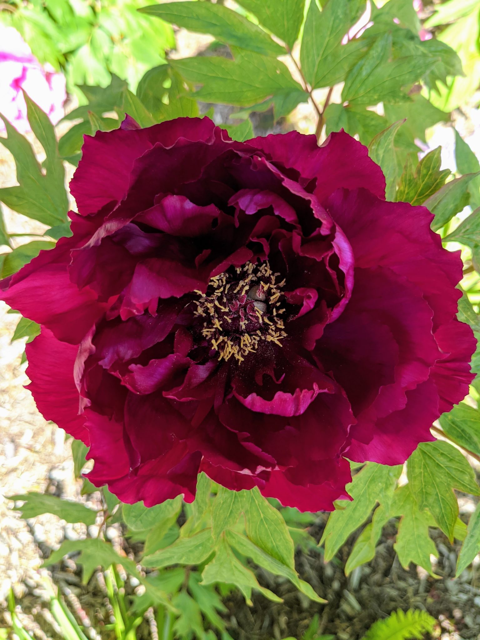 The Blooming Tree Peonies at My Farm - The Martha Stewart Blog