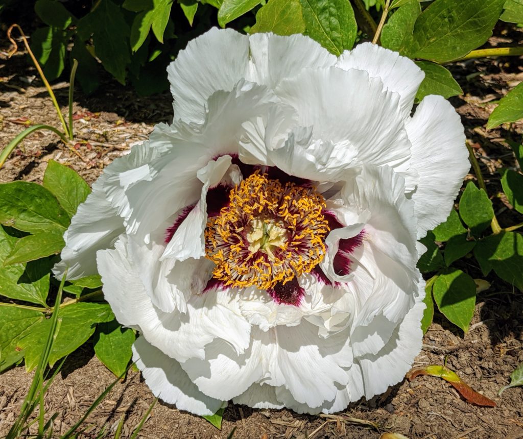 The Blooming Tree Peonies at My Farm - The Martha Stewart Blog