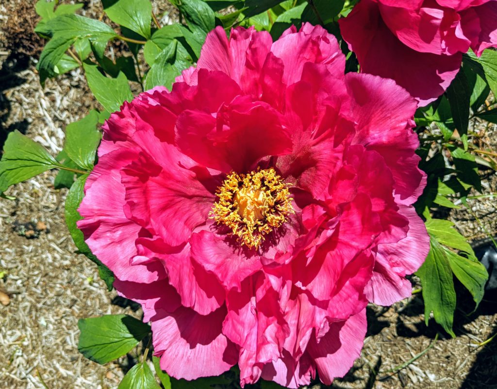 The Martha Stewart Blog : Blog Archive The Blooming Tree Peonies at My ...