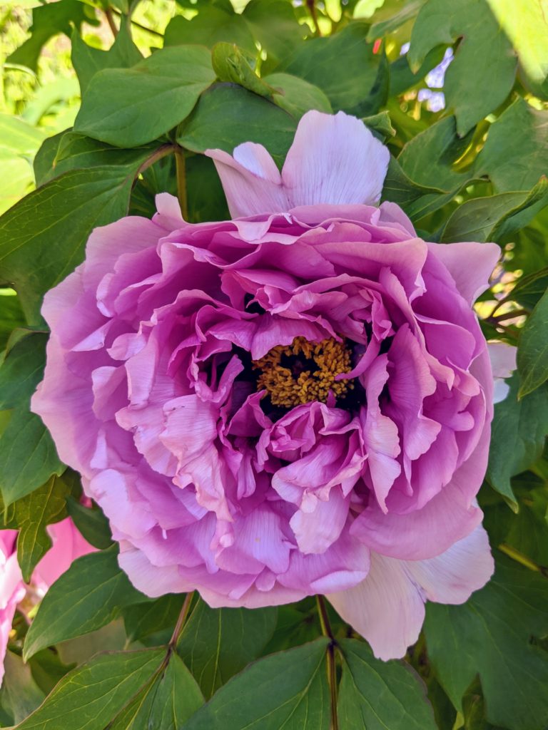 The Blooming Tree Peonies at My Farm - The Martha Stewart Blog