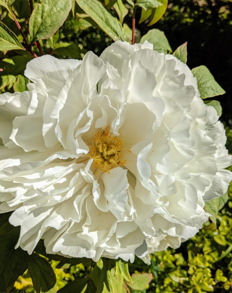 The Blooming Tree Peonies at My Farm - The Martha Stewart Blog